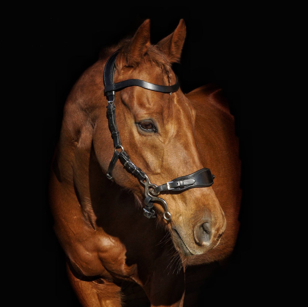 Hackamore Bridle With or Without Shanks - Etsy