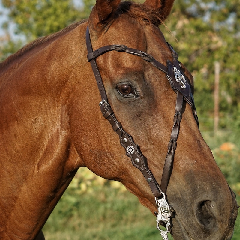 Medieval Horse Tack - Etsy