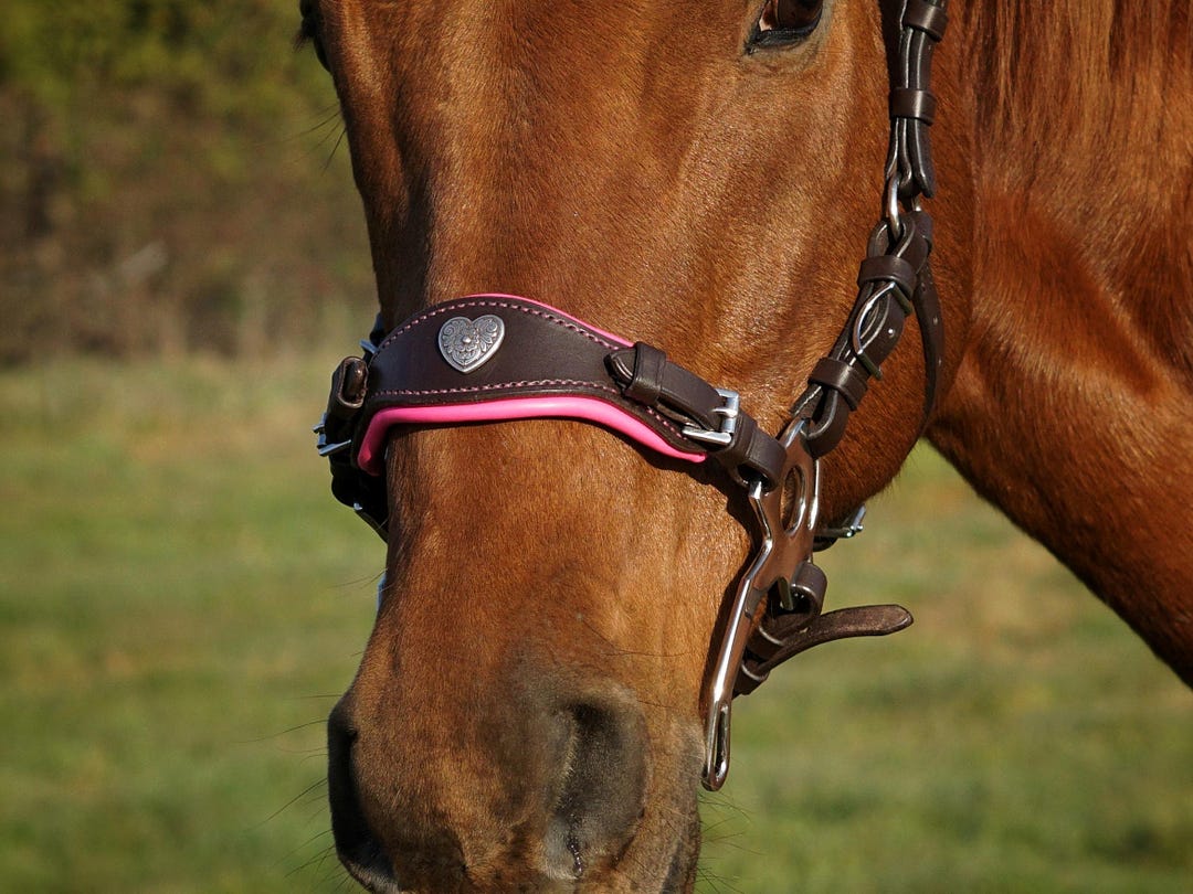 IN STOCK - 'heart' Hackamore Noseband - Etsy