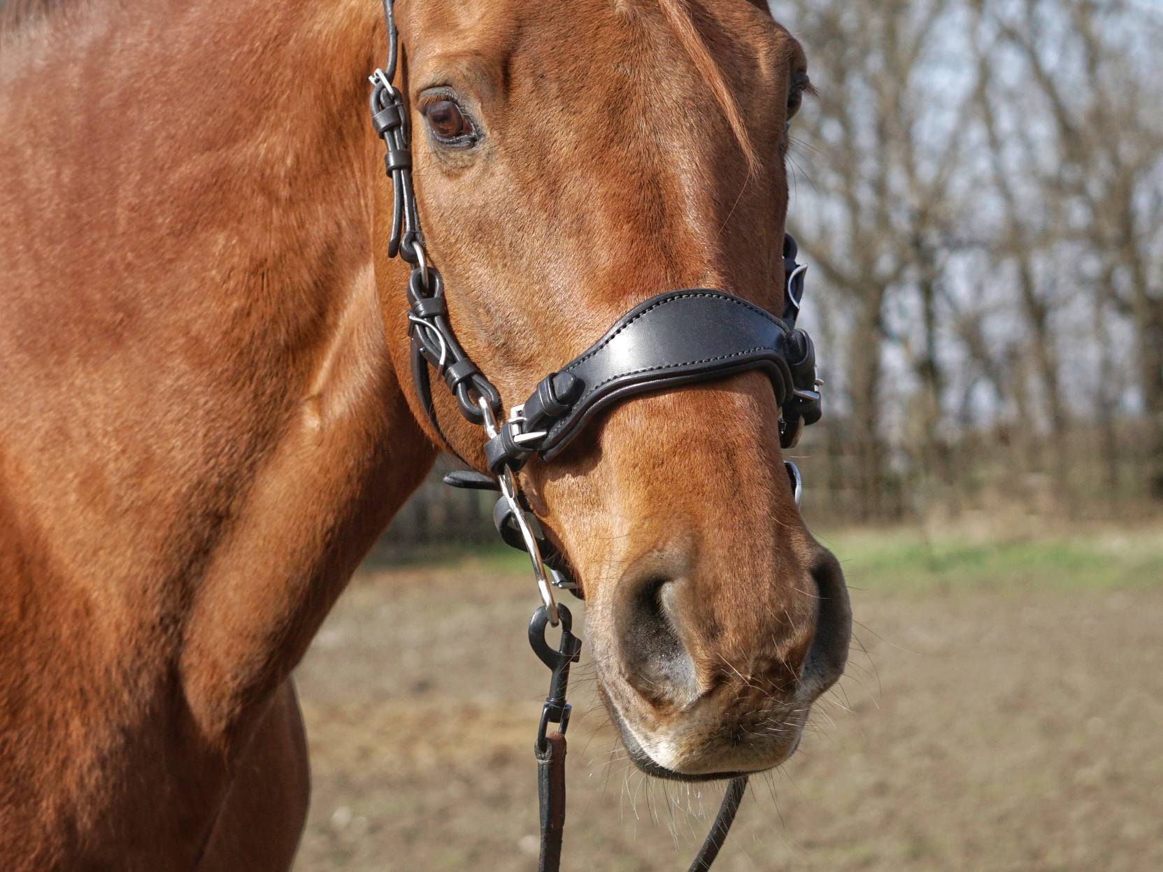Hackamore Bridle With or Without Shanks | Etsy