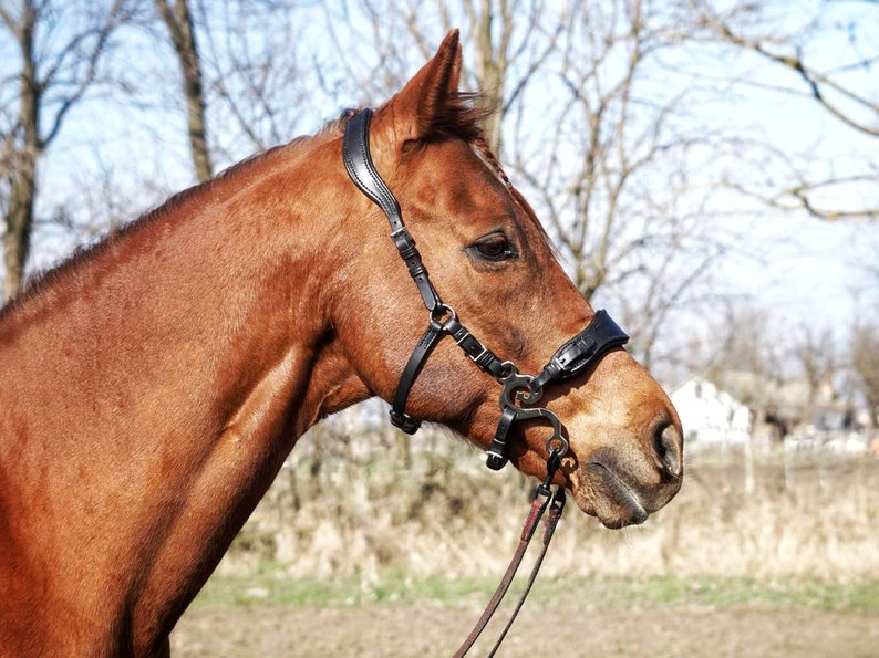 Hackamore Bridle With or Without Shanks - Etsy
