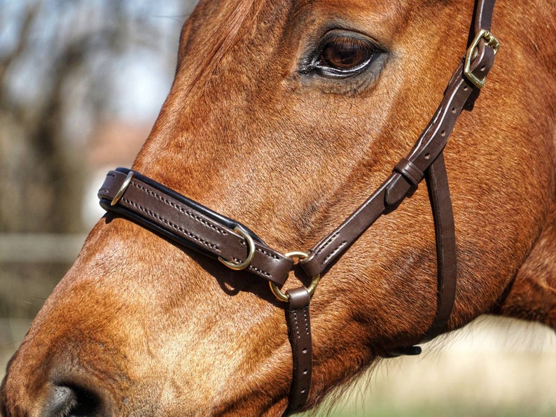 Rebalance Soft Academic Cavesson - Etsy