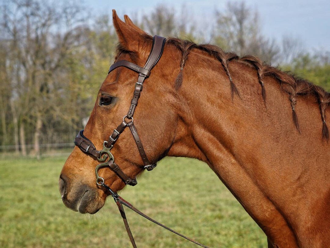 Hackamore Bridle With or Without Shanks - Etsy