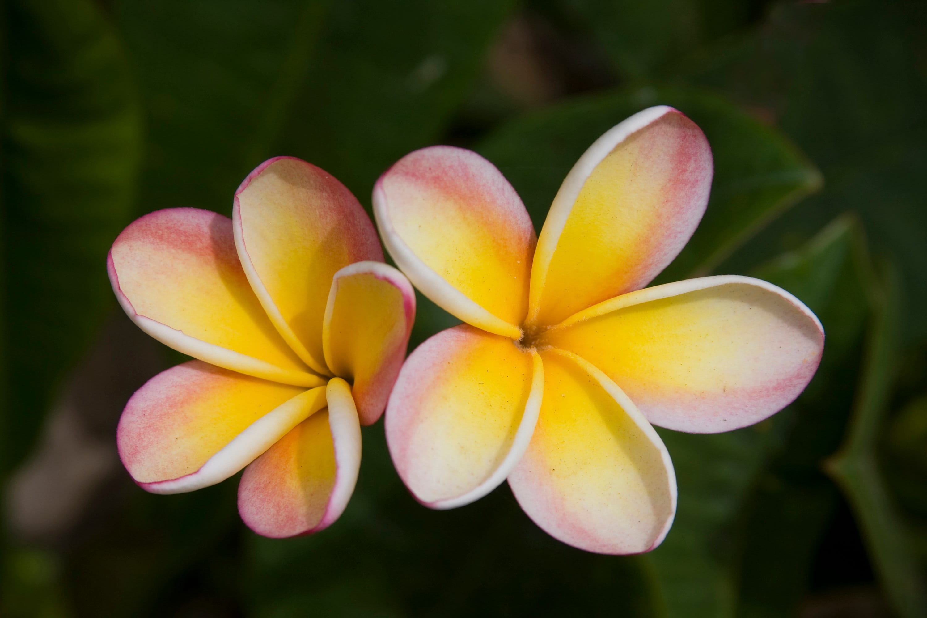 Plumeria Flower Photography