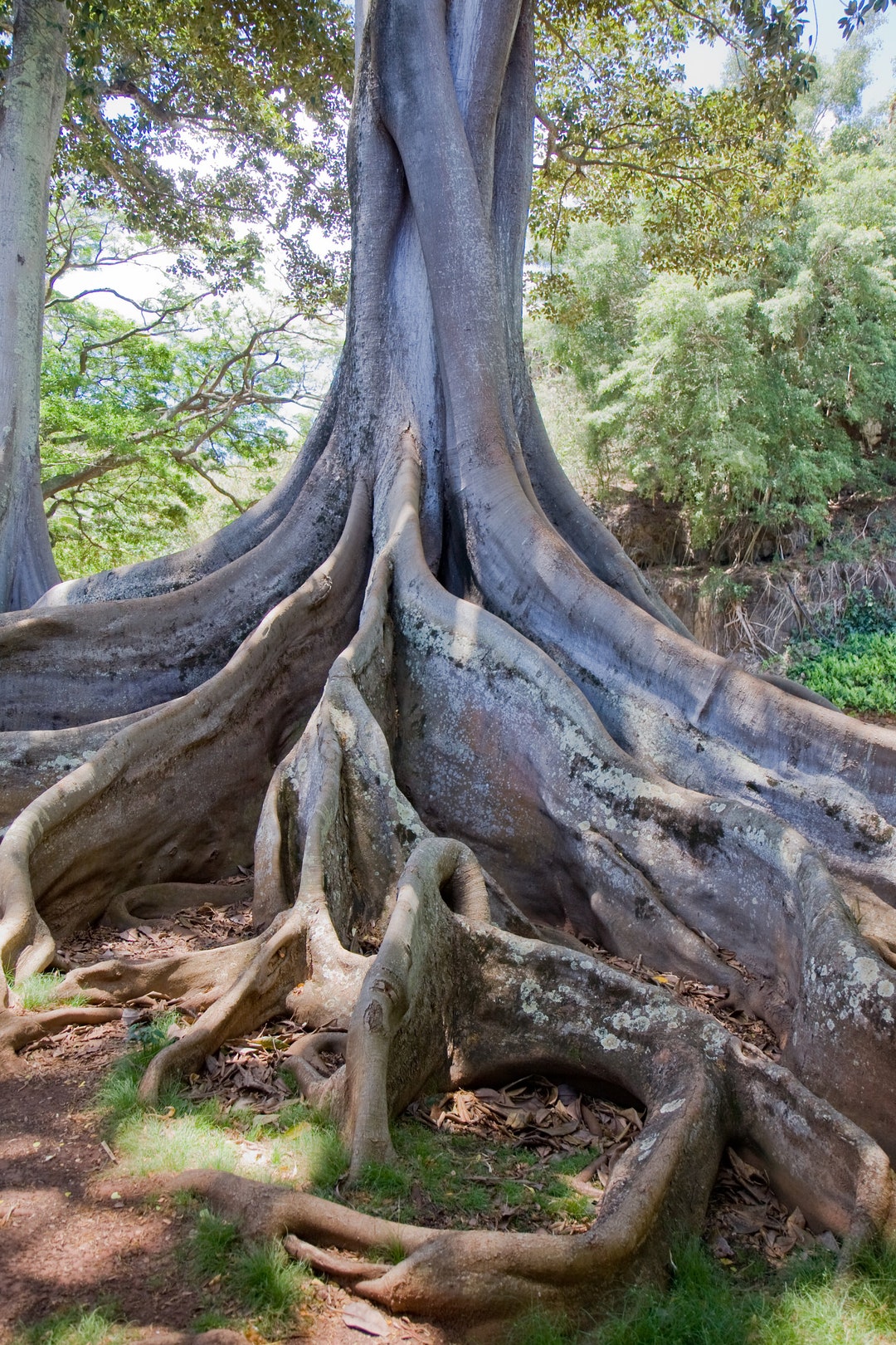 Moreton Bay Fig Tree, Maui, Hawaii Digital Art Print, Photography - Etsy