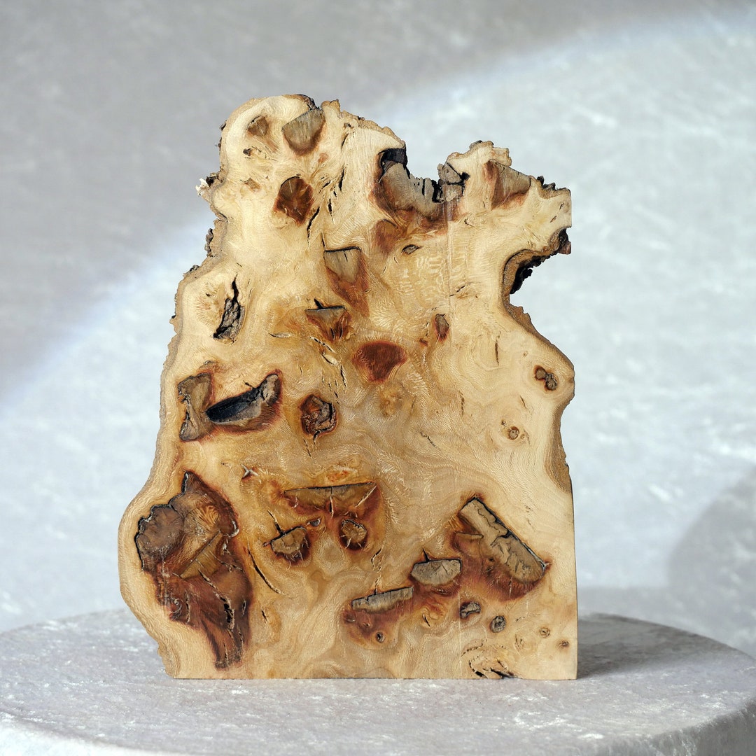 Decorative Section of a Sycamore Burl - Etsy
