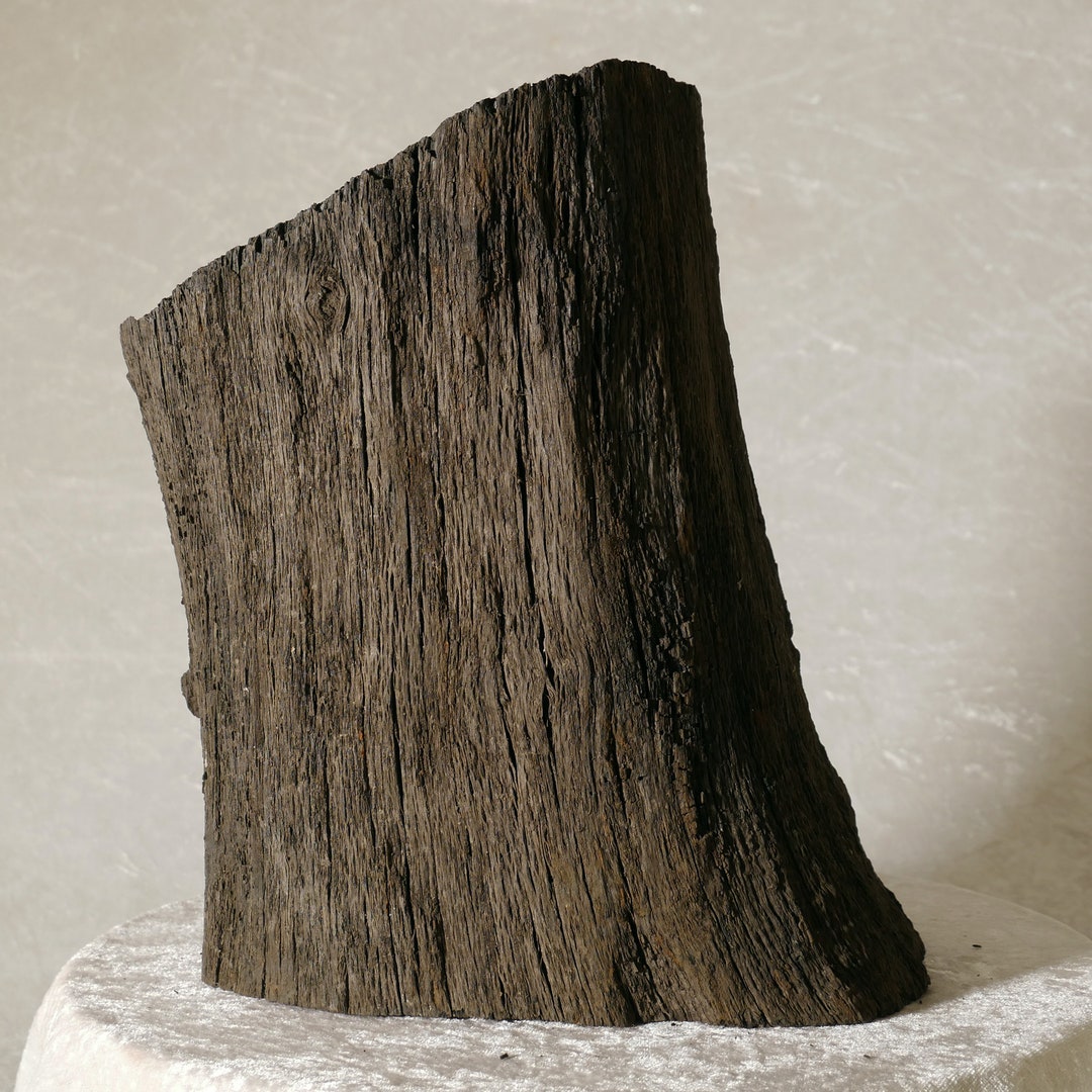 Rarity 5 Kg Bog Oak Tree Piece 3000 Years Old - Etsy
