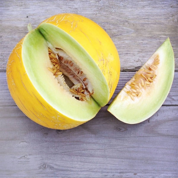 Heirloom Melons - Etsy