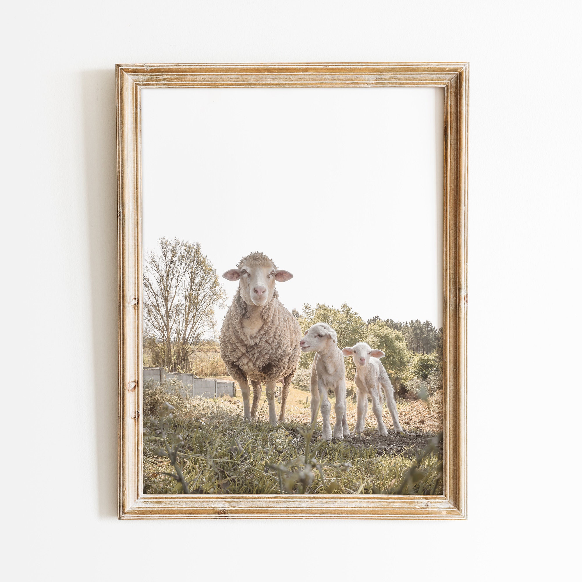 Sheep Print Art Farmhouse Nursery Decor Country Print Rustic - Etsy