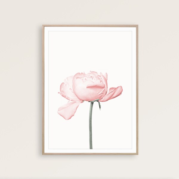 Pink Peonies Print Etsy