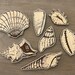 Seashells Laser Cut Files. SVG, AI, PDF, Glowforge File, Laser Cut ...