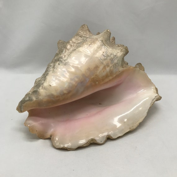 Vintage Large Conch Shell Natural Sea Shell Nautical No - Etsy