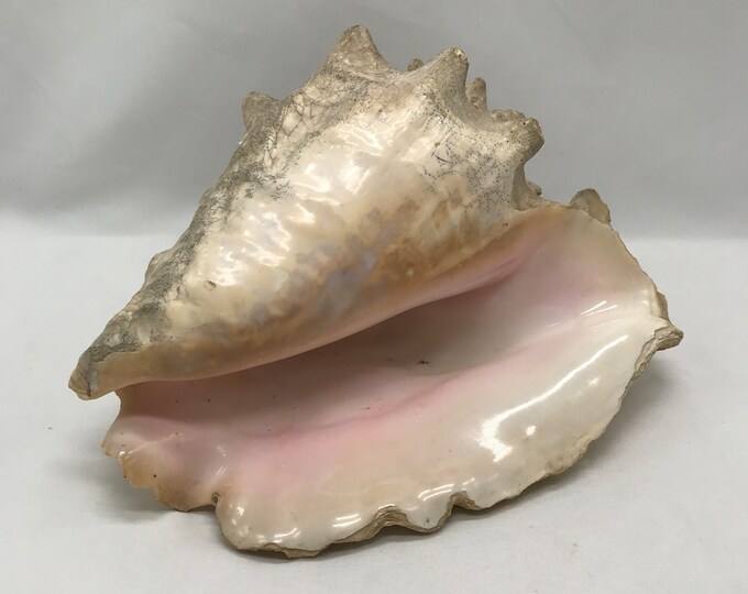 Vintage Large Conch Shell Natural Sea Shell Nautical No Harvest Hole ...