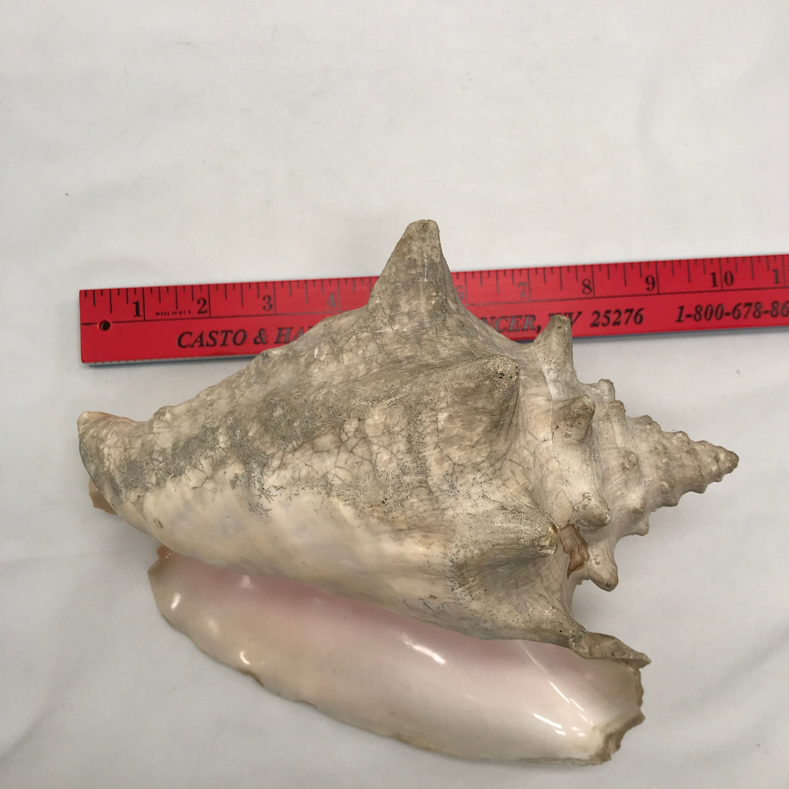 Vintage Large Conch Shell Natural Sea Shell Nautical No - Etsy