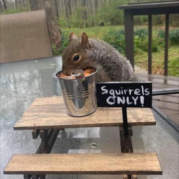 Squirrel Picnic Table - Etsy