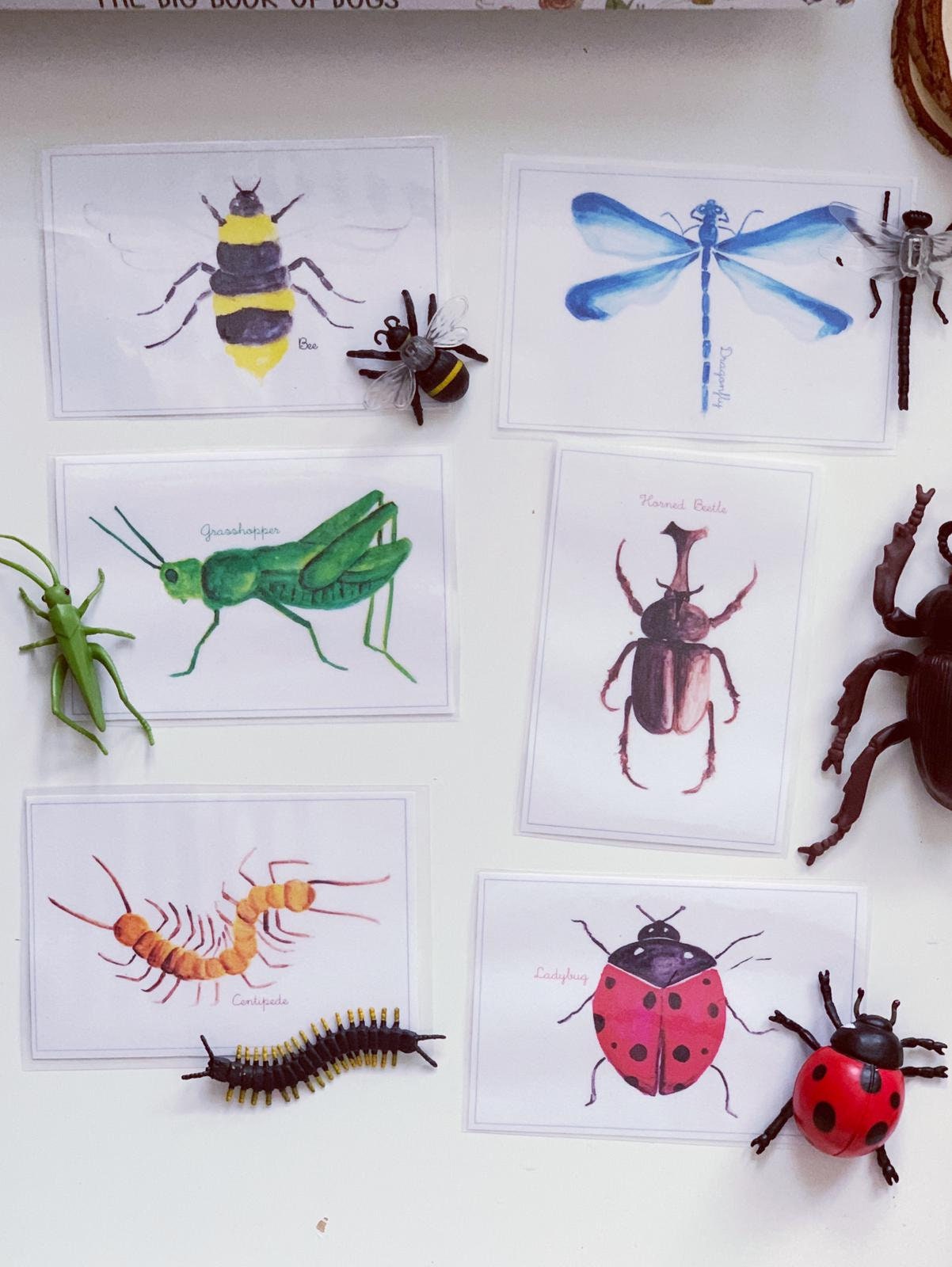 Hand Painted Watercolor Bugs Flashcards. - Etsy