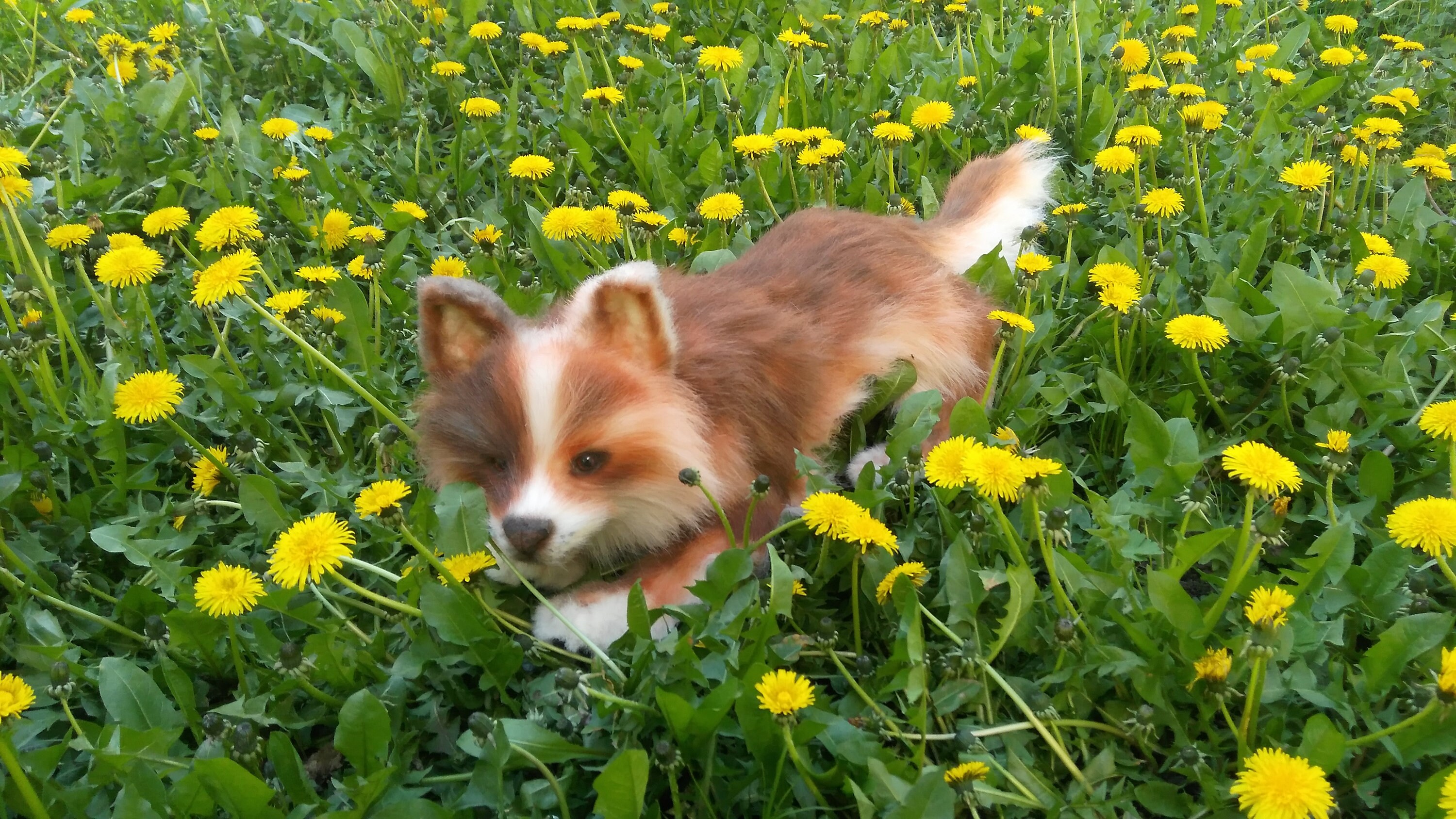 Realistic Toy Dog Cub Rocky, Collectible Stuffed Baptism Gift Animal ...