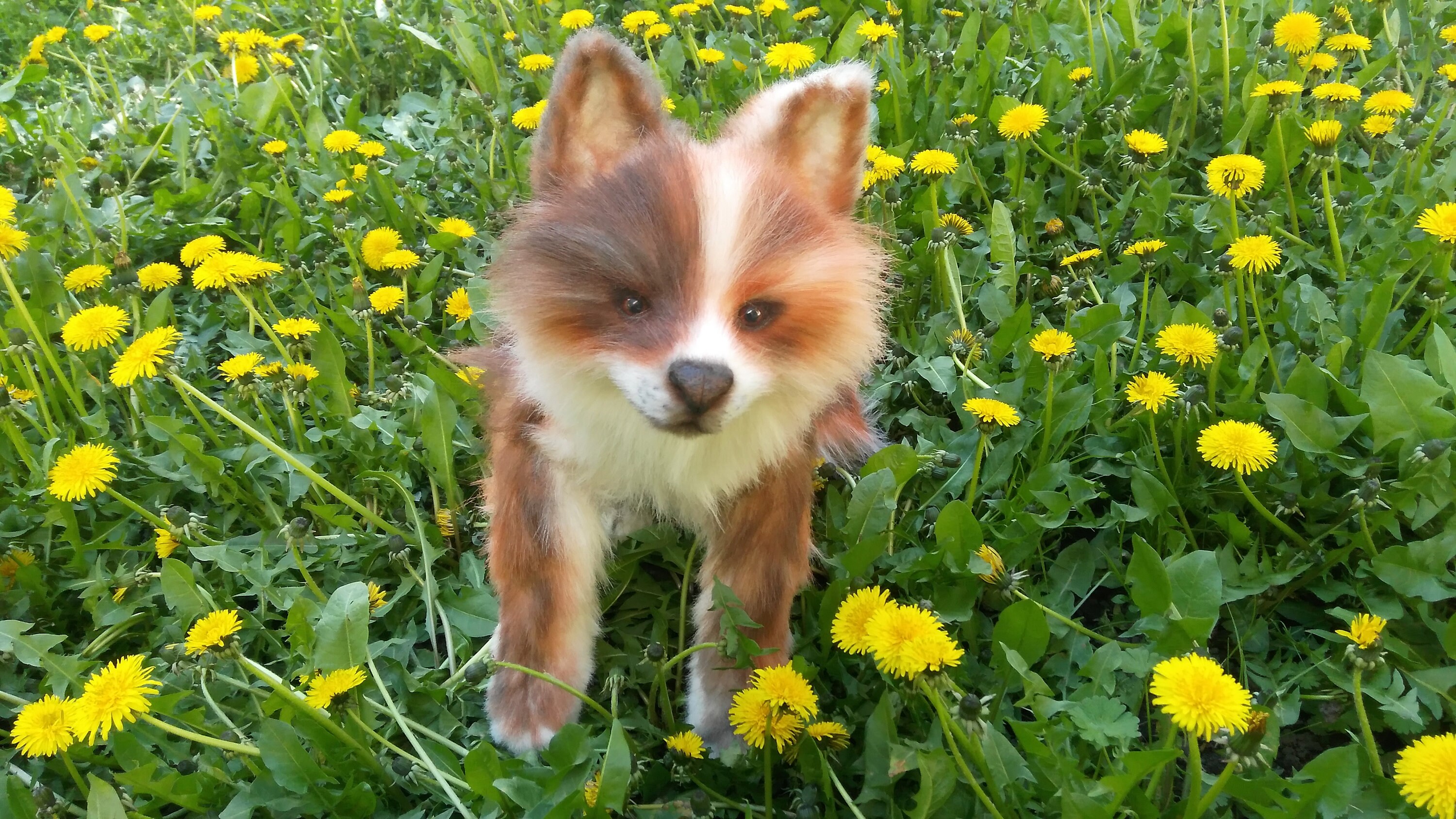 Realistic Toy Dog Cub Rocky, Collectible Stuffed Baptism Gift Animal ...