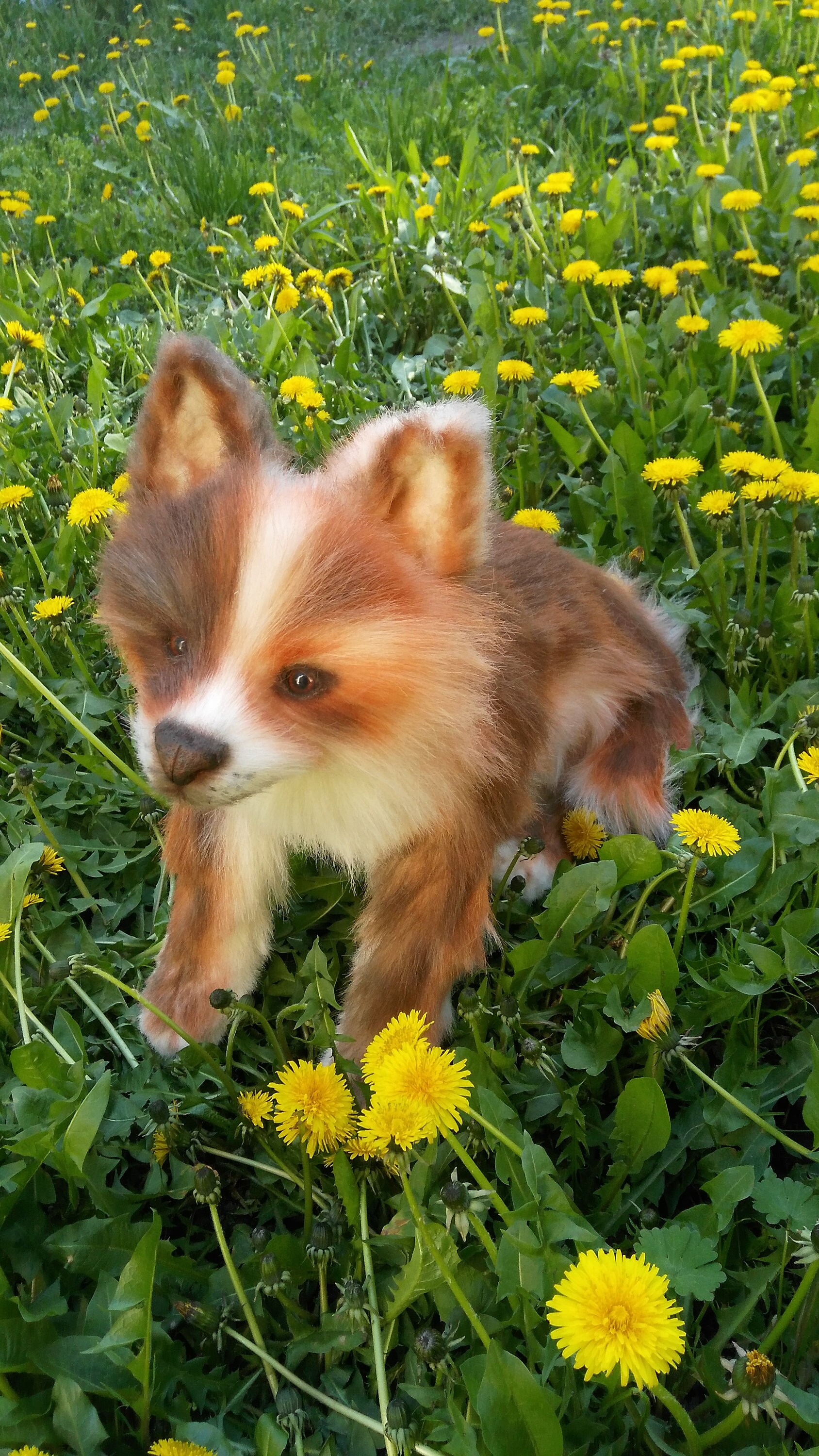 Realistic Toy Dog Cub Rocky, Collectible Stuffed Baptism Gift Animal ...