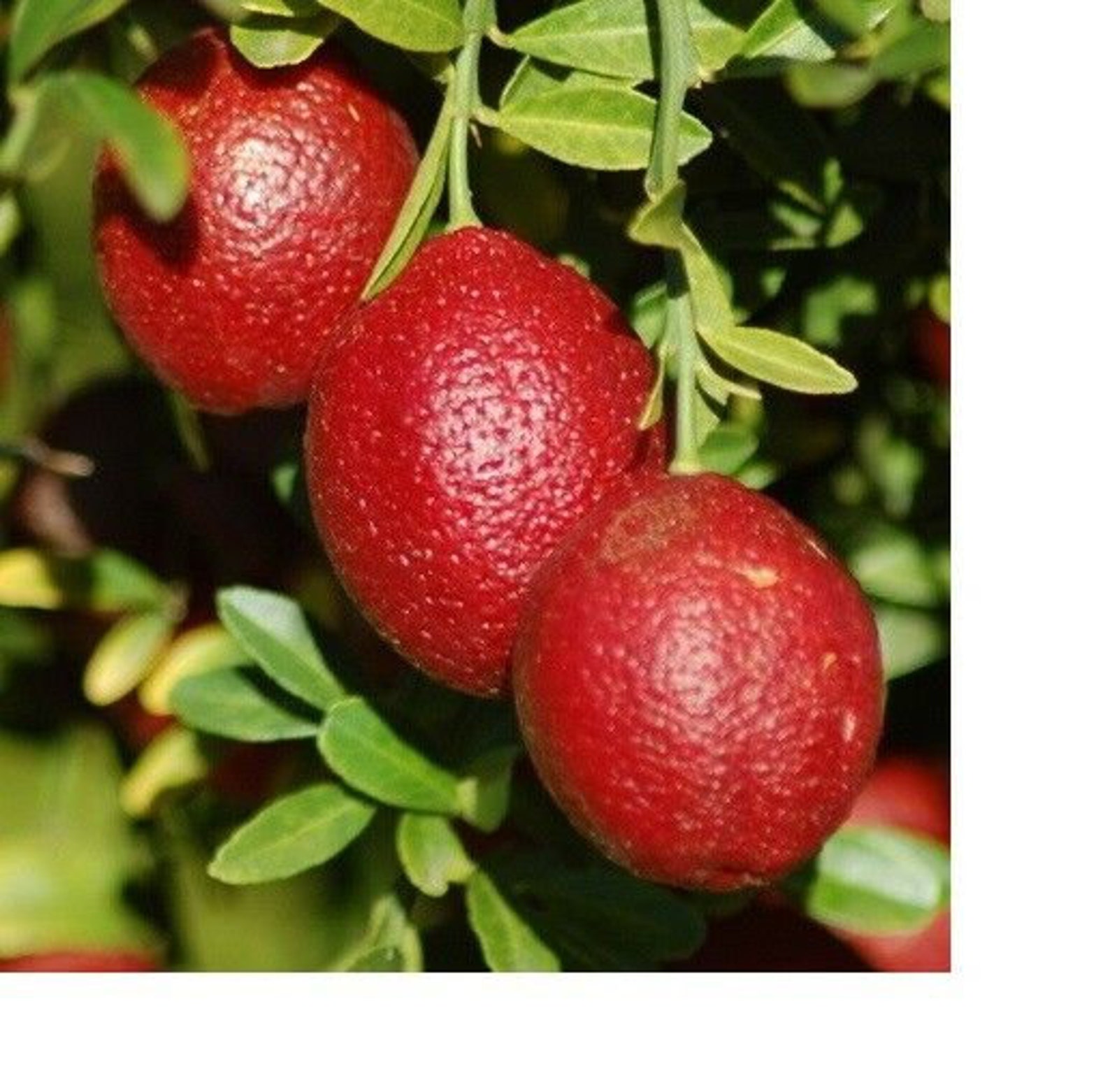 Rare Citrus Limon Red 5 Fresh Seeds - Etsy