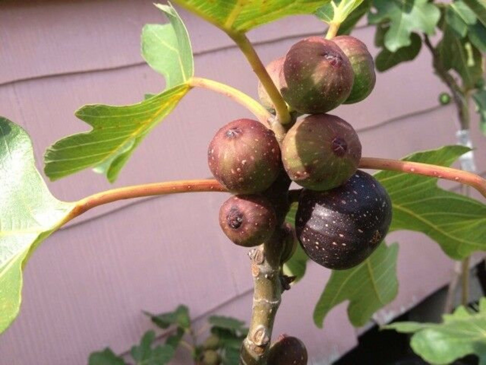 Ficus Carica Ischia Black Italian Fig Variety 50 Fresh Seeds | Etsy