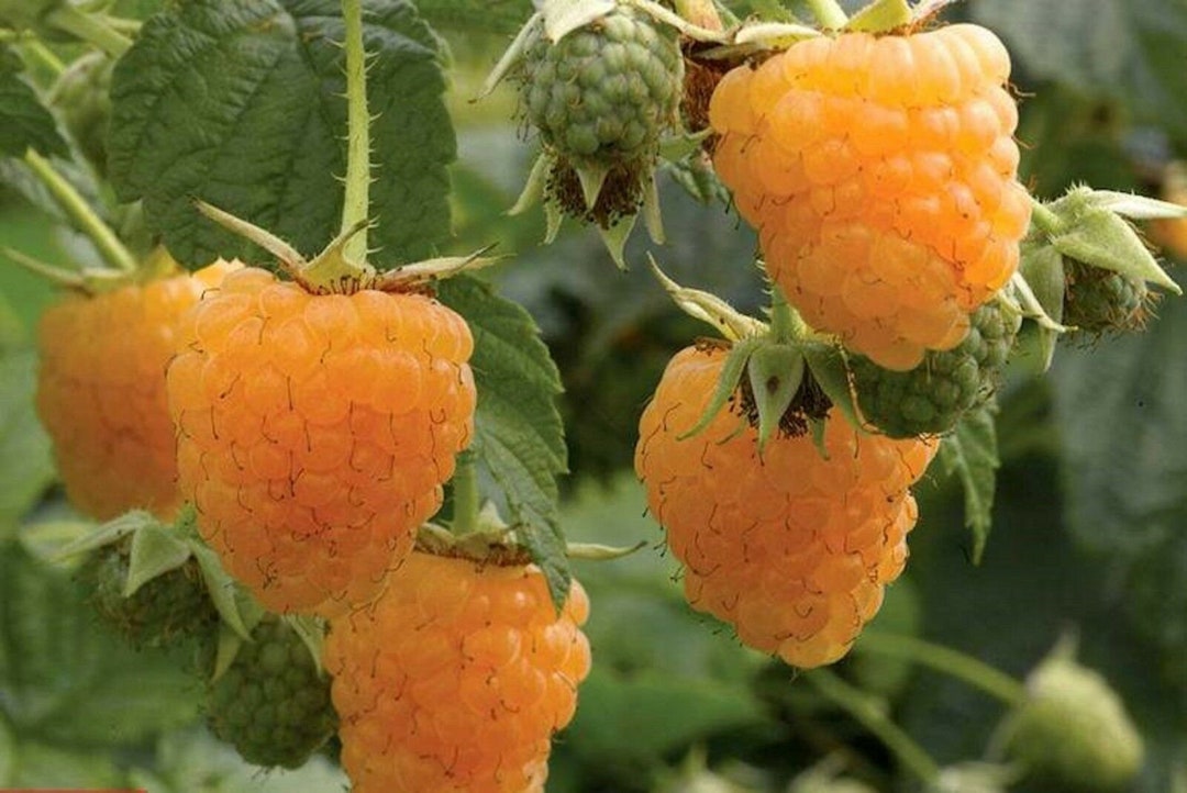 Golden Raspberry Rubus idaeus 'Anne' 20 seeds - Etsy 日本
