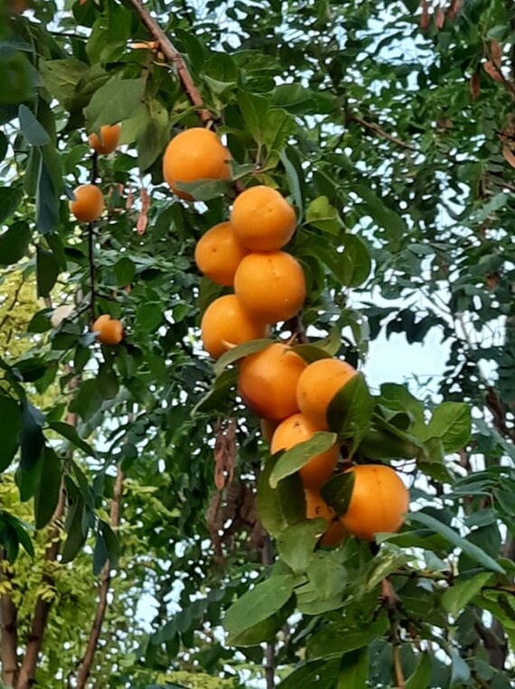 Rare Golden Nectar Plum 3 Fresh Cuttings | Etsy UK