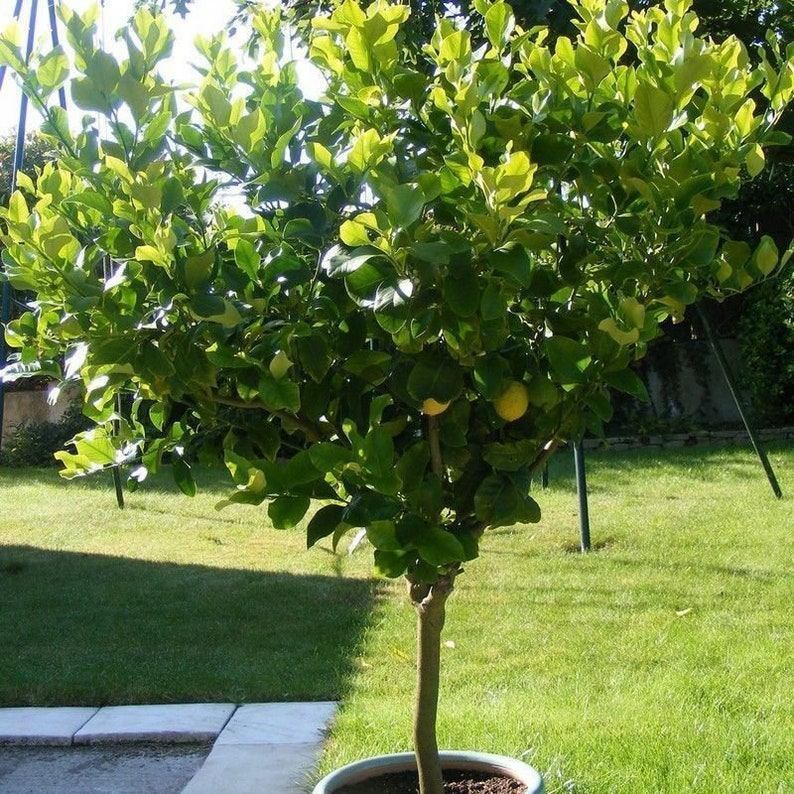 Rare Lemon Treecitrus Limon '4 Seasons' Everbearing 10 | Etsy