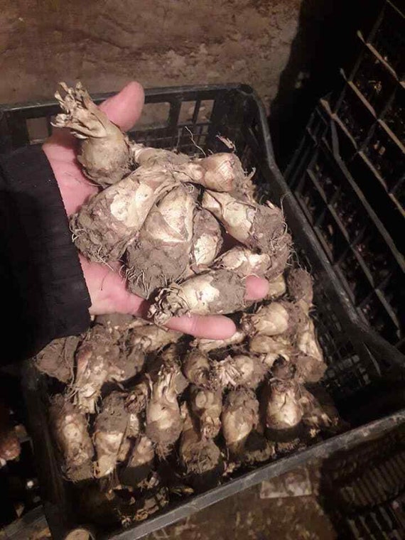 Polianthes Tuberosa Bulbs