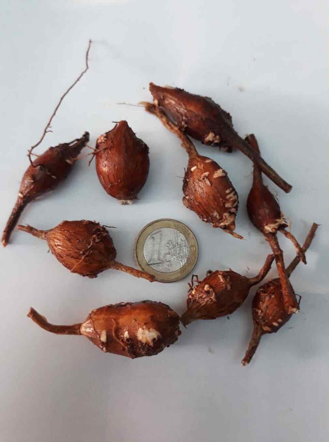 Rare 3 Tubers Apios Americana, Hopniss, Indian Potato Potato Bean - Etsy UK