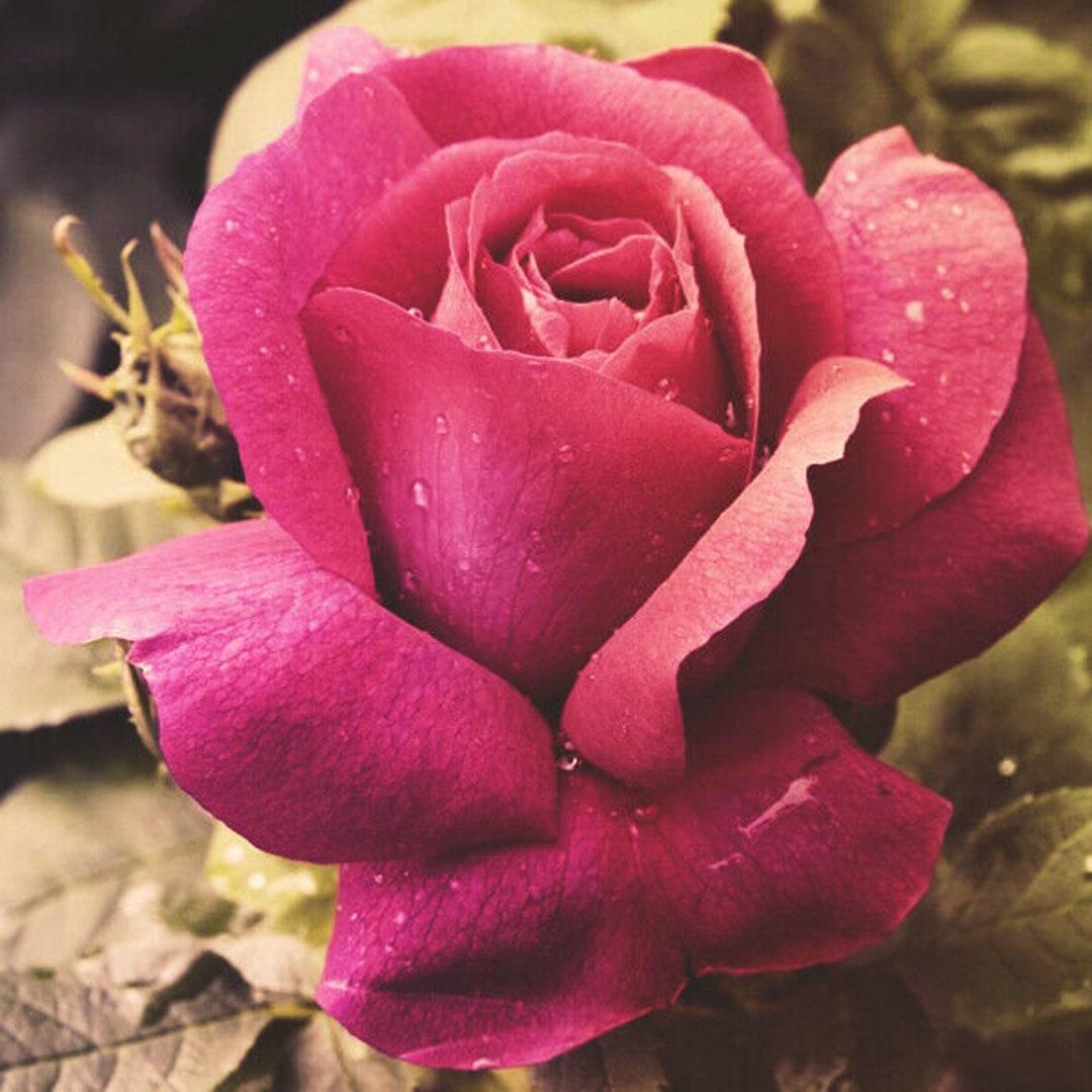 Rosa Rara Rosa Magica TEAHIBRID CAPRICE 3 talee fresche - Etsy Italia