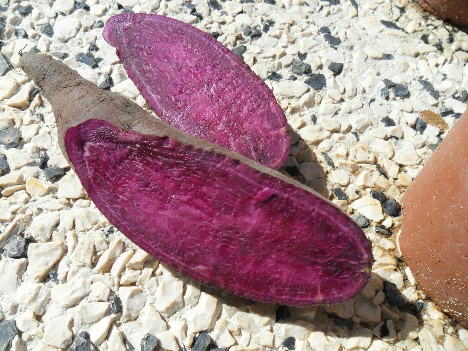 Rare Sweet Potato Molokai Purple Sweet Potato 1 Medium Tuber - Etsy Canada