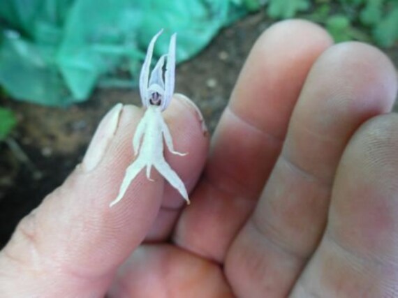 Rare Naked Man Orchid 1 Bulb NOT PLANT - Etsy Canada