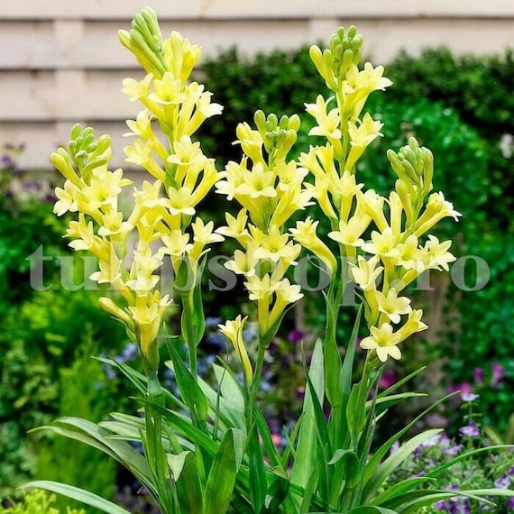 Yellow fragrant Polianthes tuberosa Polyanthus lily 5 small | Etsy