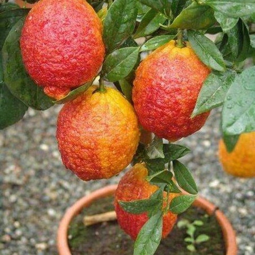 Rare Citrus Limon Red 5 Fresh Seeds - Etsy