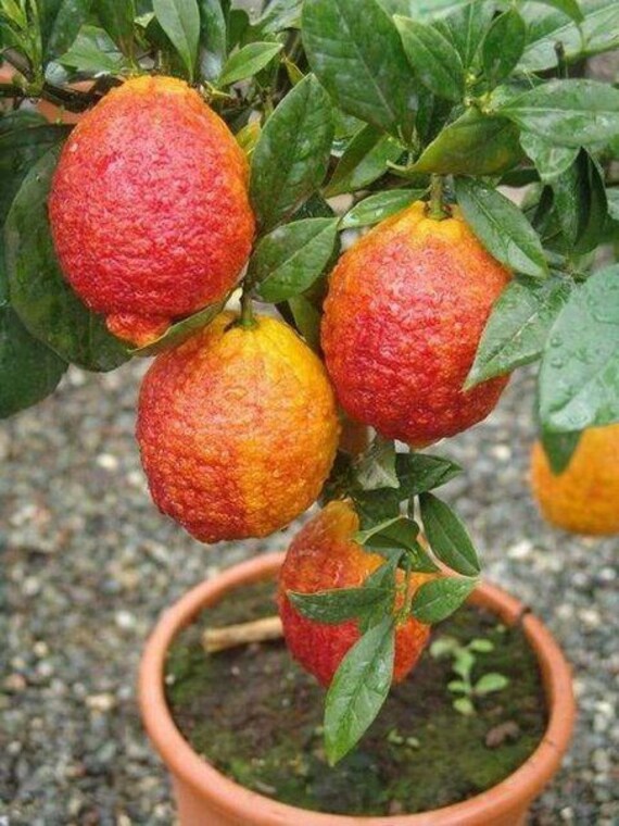 Rare Citrus Limon Red 5 Fresh Seeds - Etsy