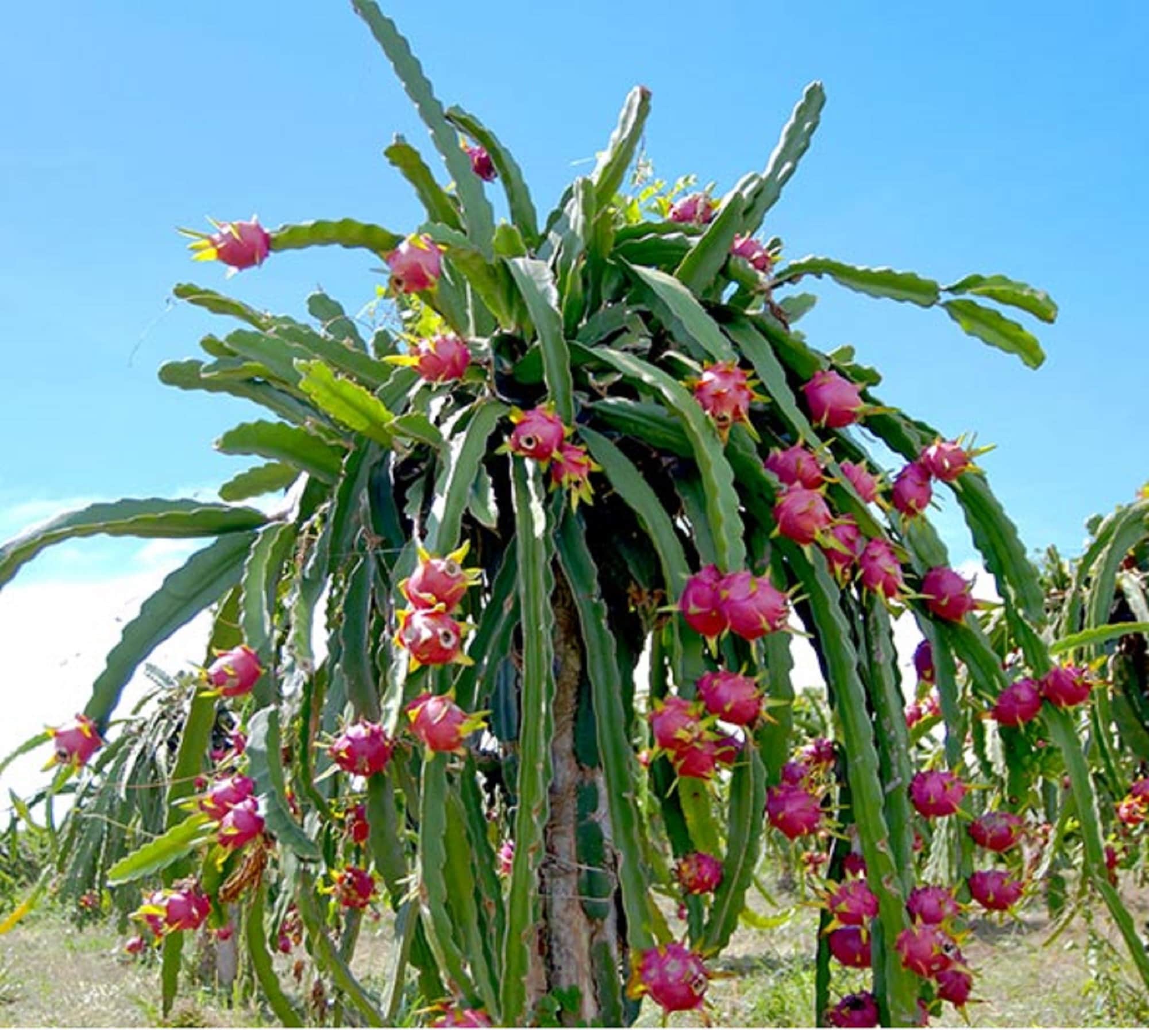 25 graines fraîches Pitaya fruit du dragon rouge - Etsy France