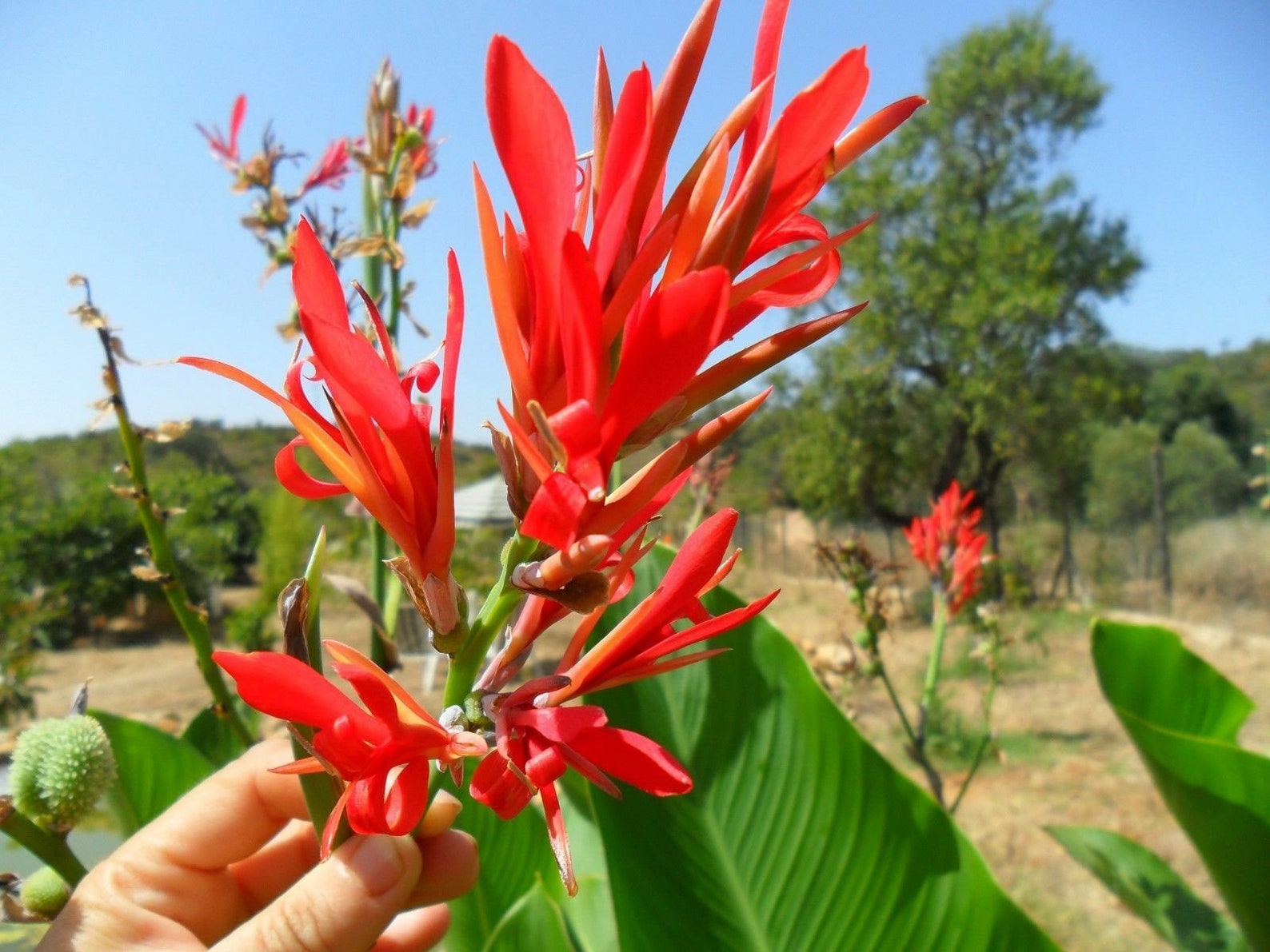 Rare Giant Canna Canna Musafolia 10 Seeds - Etsy Canada