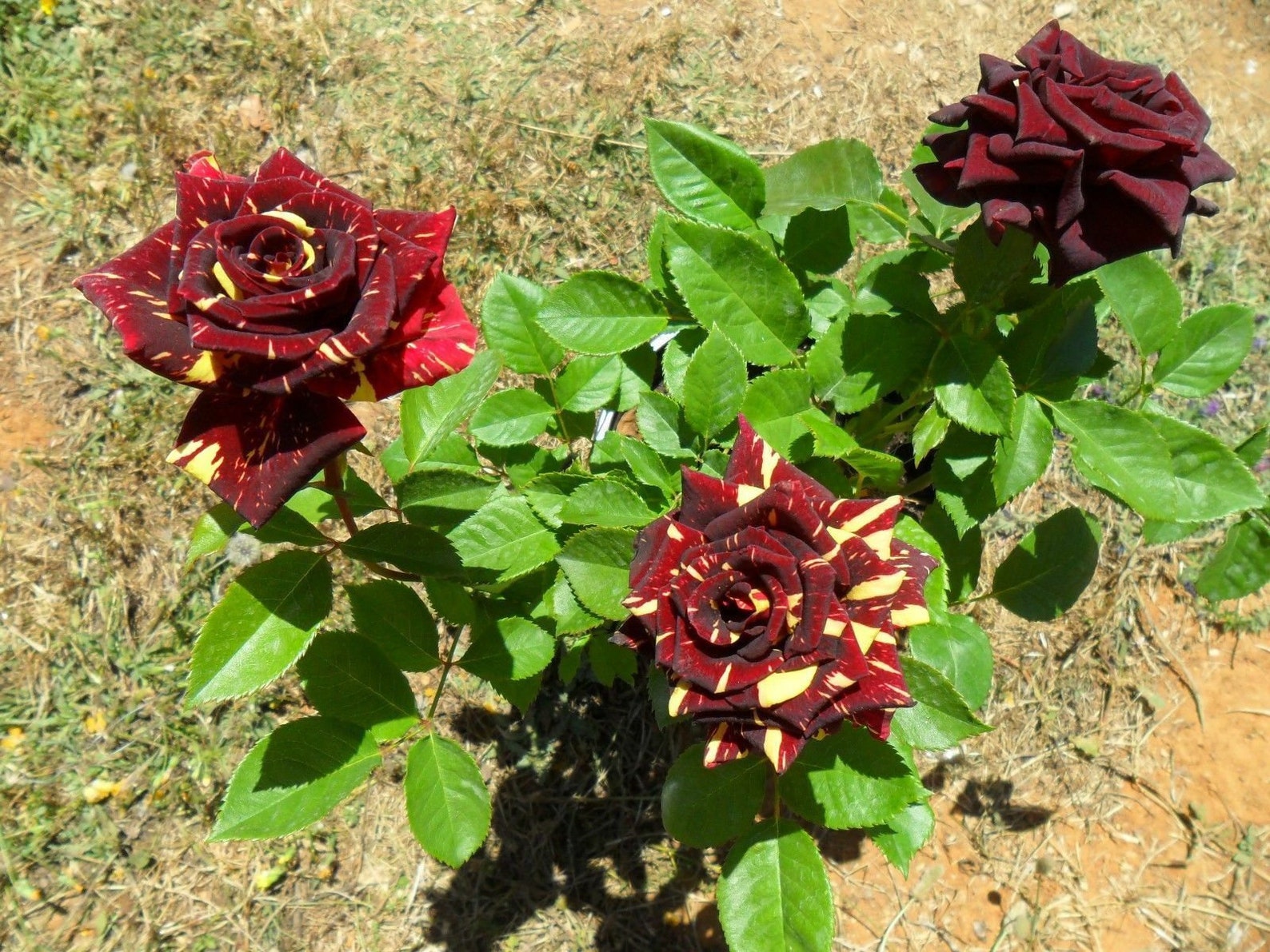Rare Magical Abracadabra Rose 3 Fresh Cuttings | Etsy