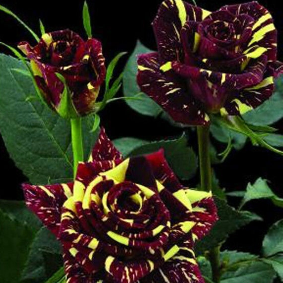 Rare Magical Abracadabra Rose 3 Fresh Cuttings | Etsy