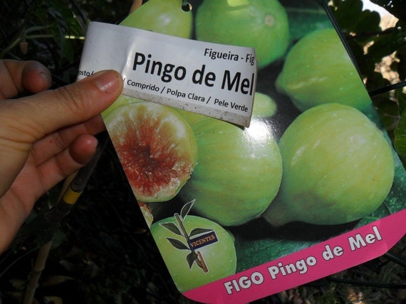 Rare Figs Honey Drop Fig Tree Ficus Carica Pingo De Mel 50 - Etsy Canada