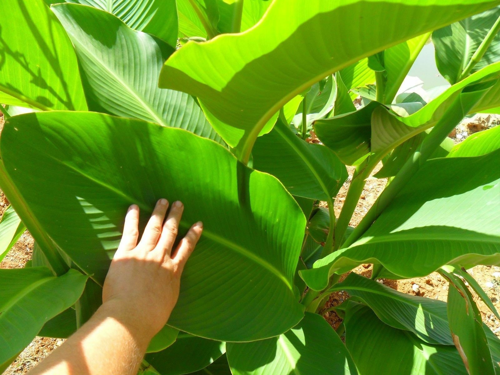 Rare Giant Canna Canna Musafolia 10 Seeds - Etsy Canada