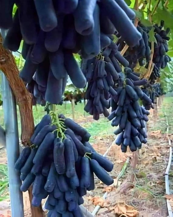 Moon drop grapes store