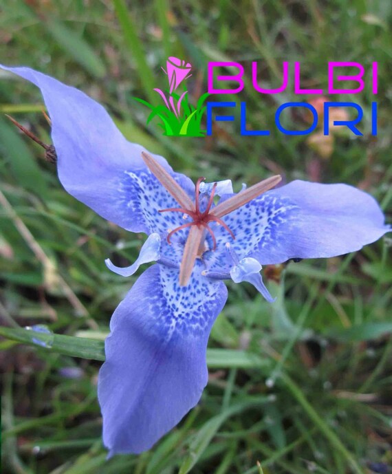 Rare Garden Hardy Blue Orchids Arhitectual 1 Bulb | Etsy