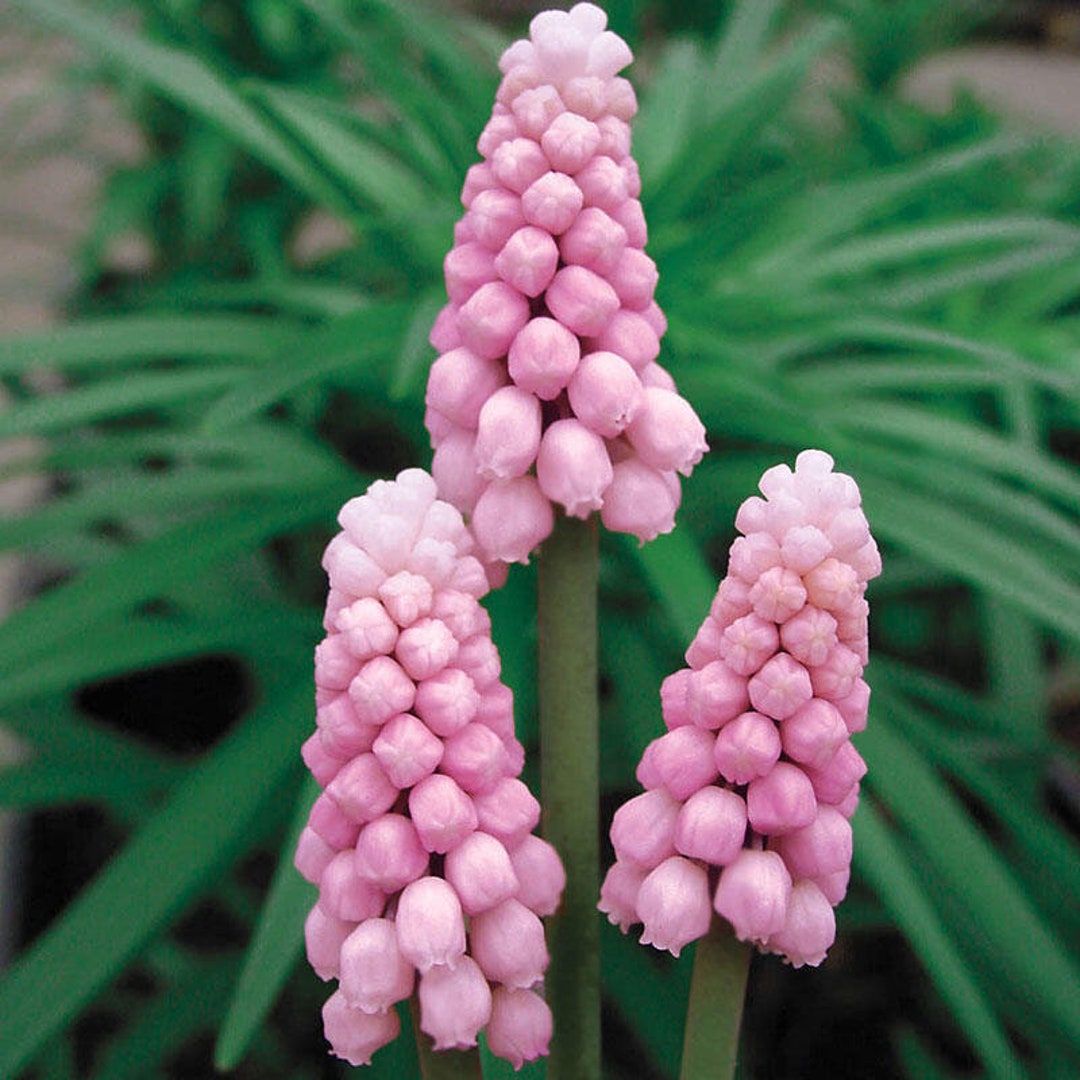 Rose Sunrise Muscari 20 graines - Etsy France