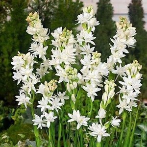 Fragrant Polianthes Tuberosa Polyanthus Lily 5 Small Bulbs - Etsy