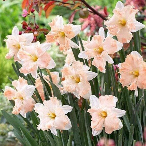 Hermoso narciso Cum Laude 1 bulbo de tamaño de floración - Etsy España