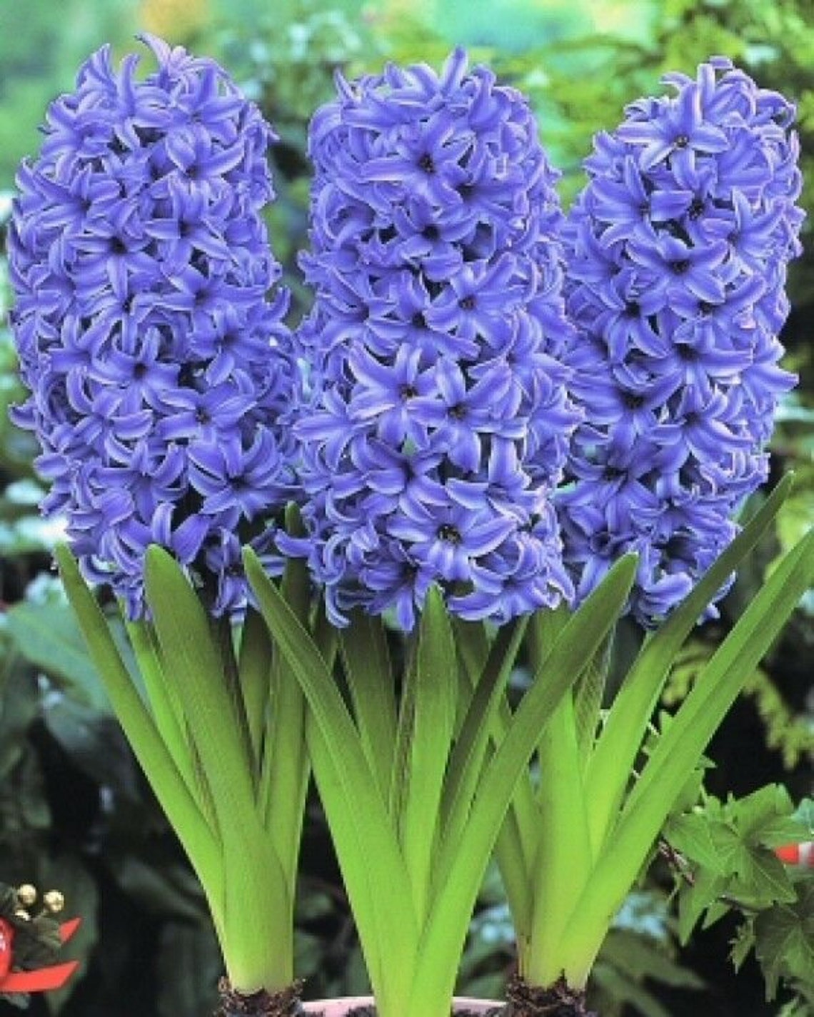 3 Bulbs Hyacinth Blue Jacket Giant Hyacinth | Etsy