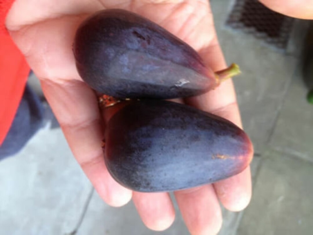 Rare Figs Long Black Bêbera Prêta Fig Treesfruiting Fig Trees 50 Fresh ...