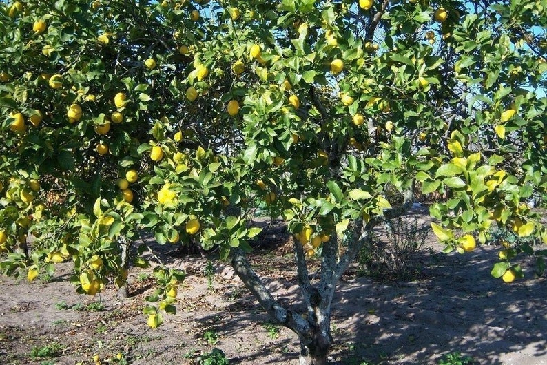 Rare Lemon Treecitrus Limon '4 Seasons' Everbearing 10 | Etsy